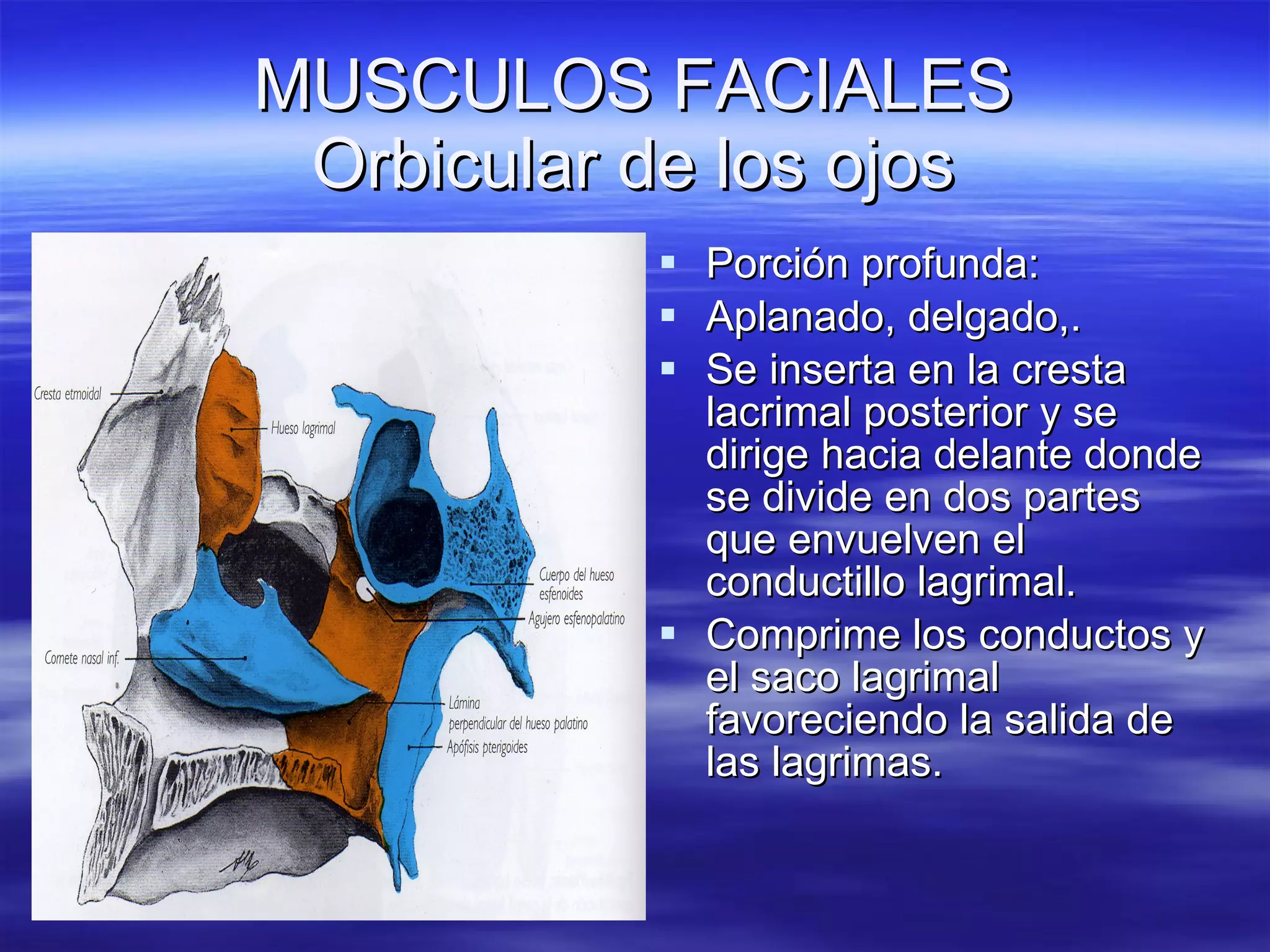 3. Musculos Cabeza | PPT