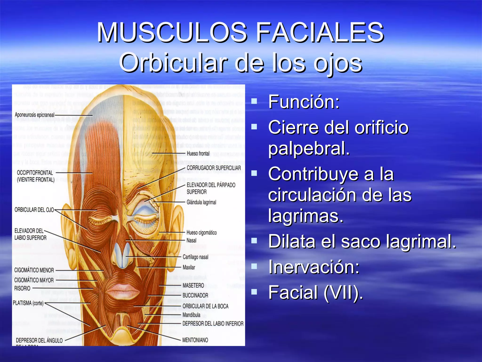 3. Musculos Cabeza | PPT