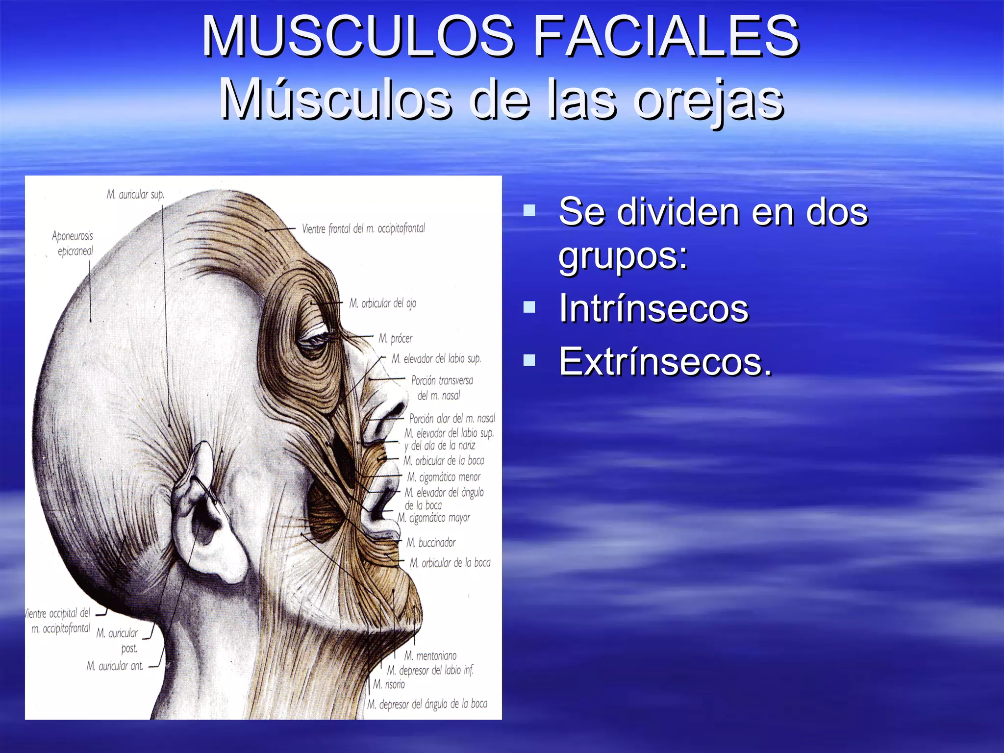3. Musculos Cabeza | PPT