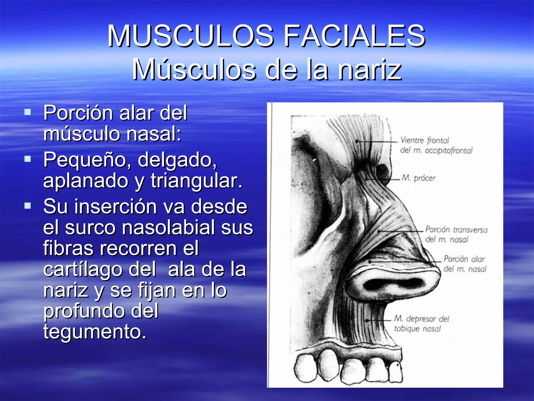 3. Musculos Cabeza | PPT