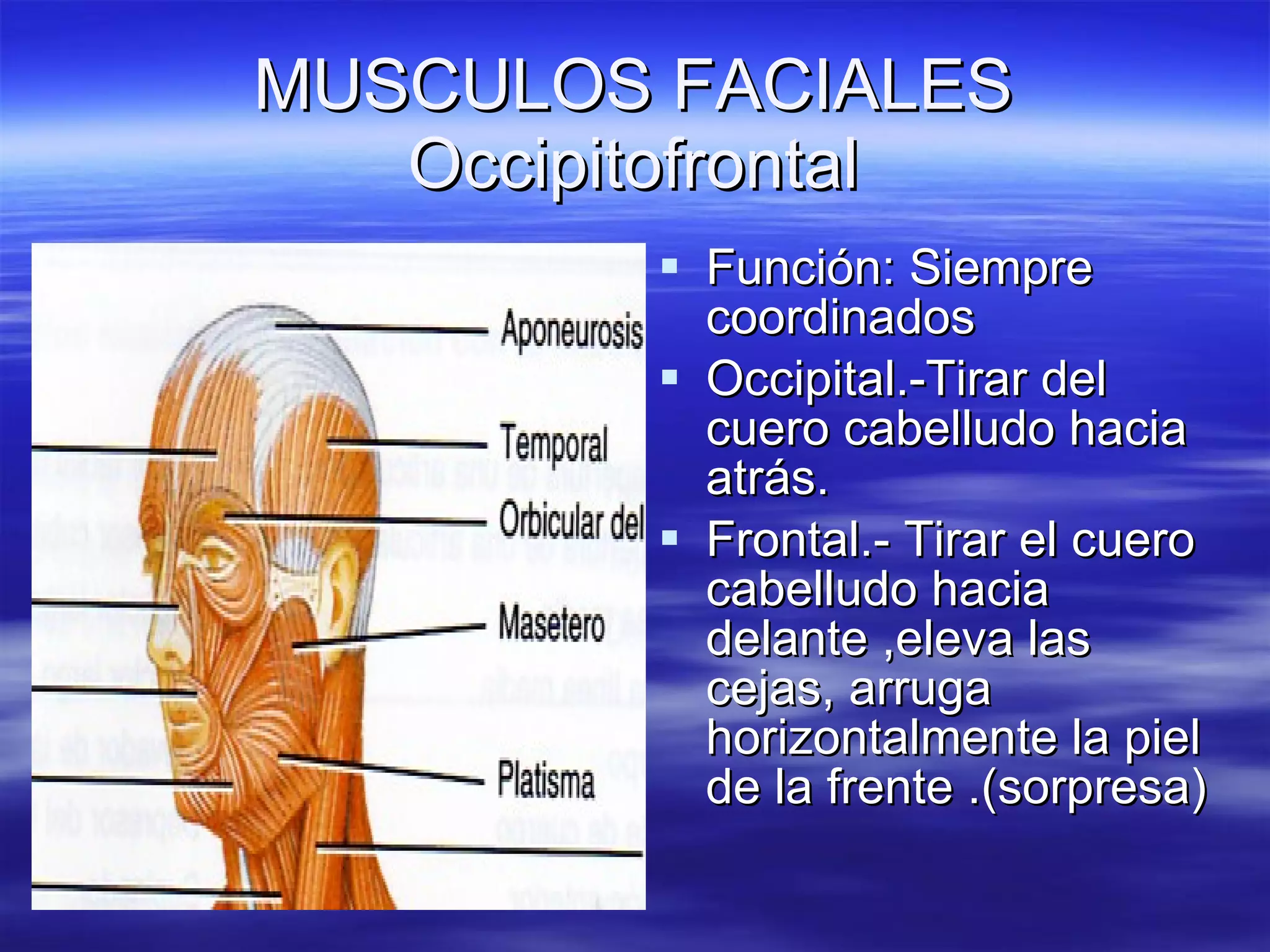 3. Musculos Cabeza | PPT