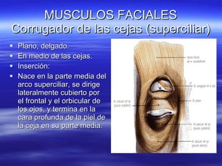 3. Musculos Cabeza | PPT