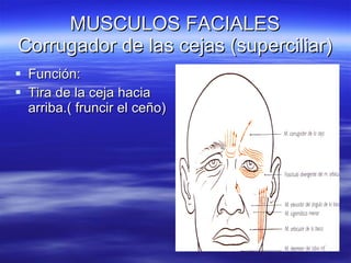 3. Musculos Cabeza | PPT