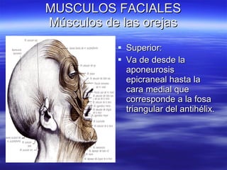 3. Musculos Cabeza | PPT