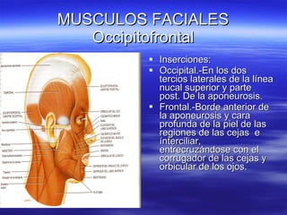 3. Musculos Cabeza | PPT