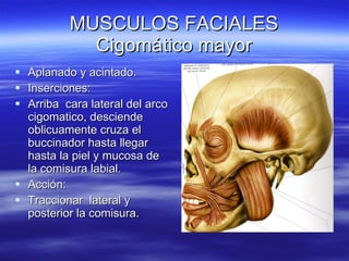 3. Musculos Cabeza | PPT
