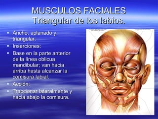 3. Musculos Cabeza | PPT