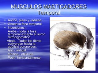 3. Musculos Cabeza | PPT