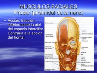 3. Musculos Cabeza | PPT