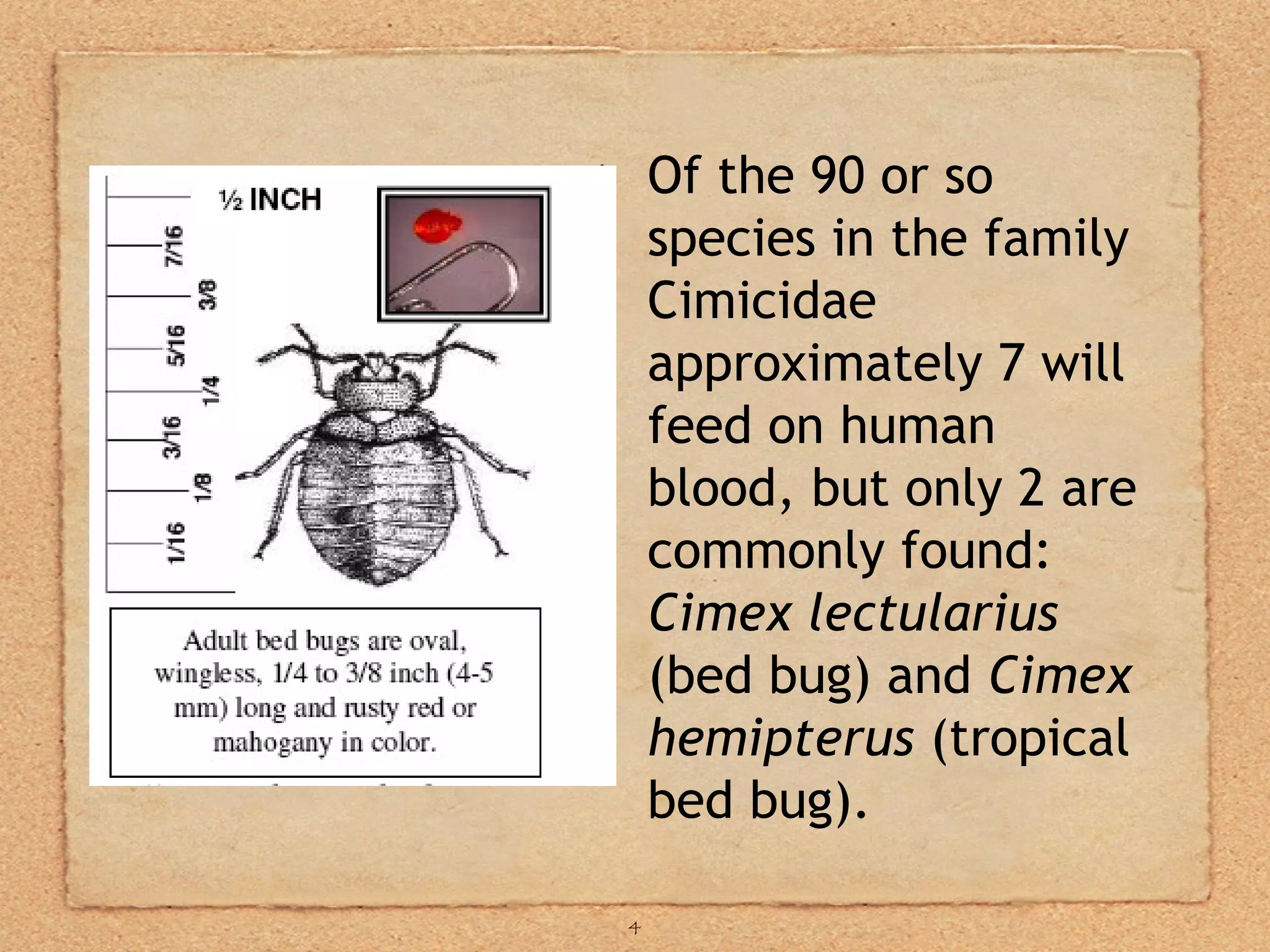 GA bed bugs | PPT