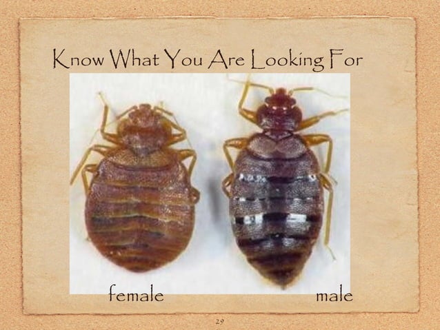 GA bed bugs | PPT