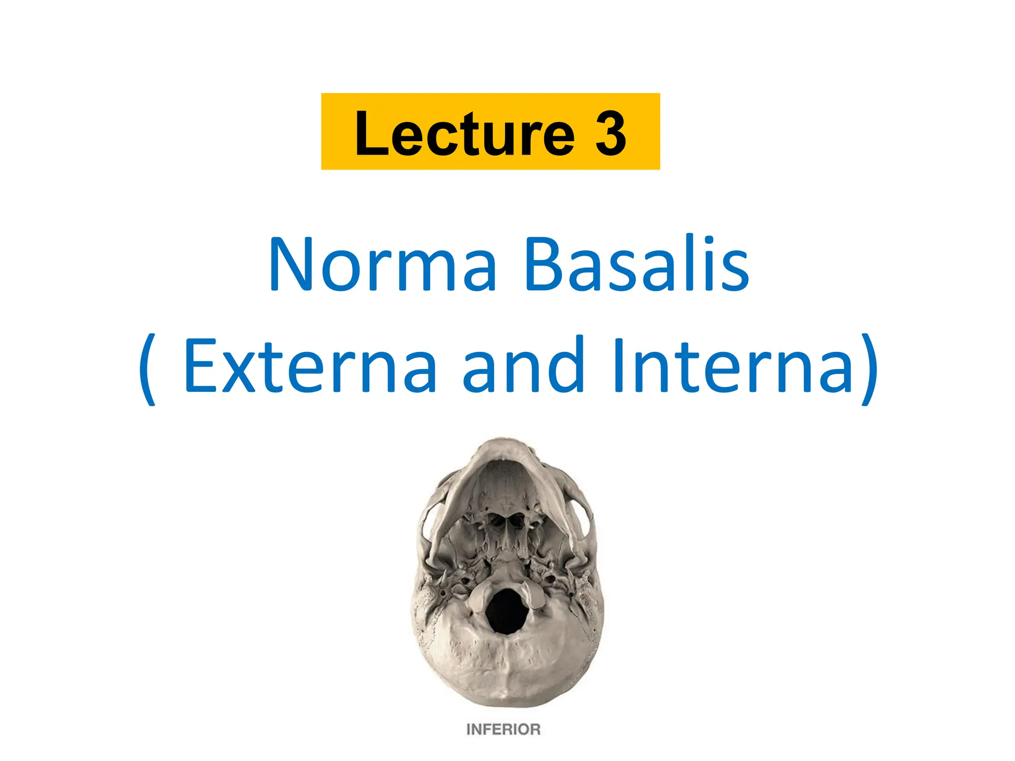 3-Norma Basalis ( Externa and Interna).pdf