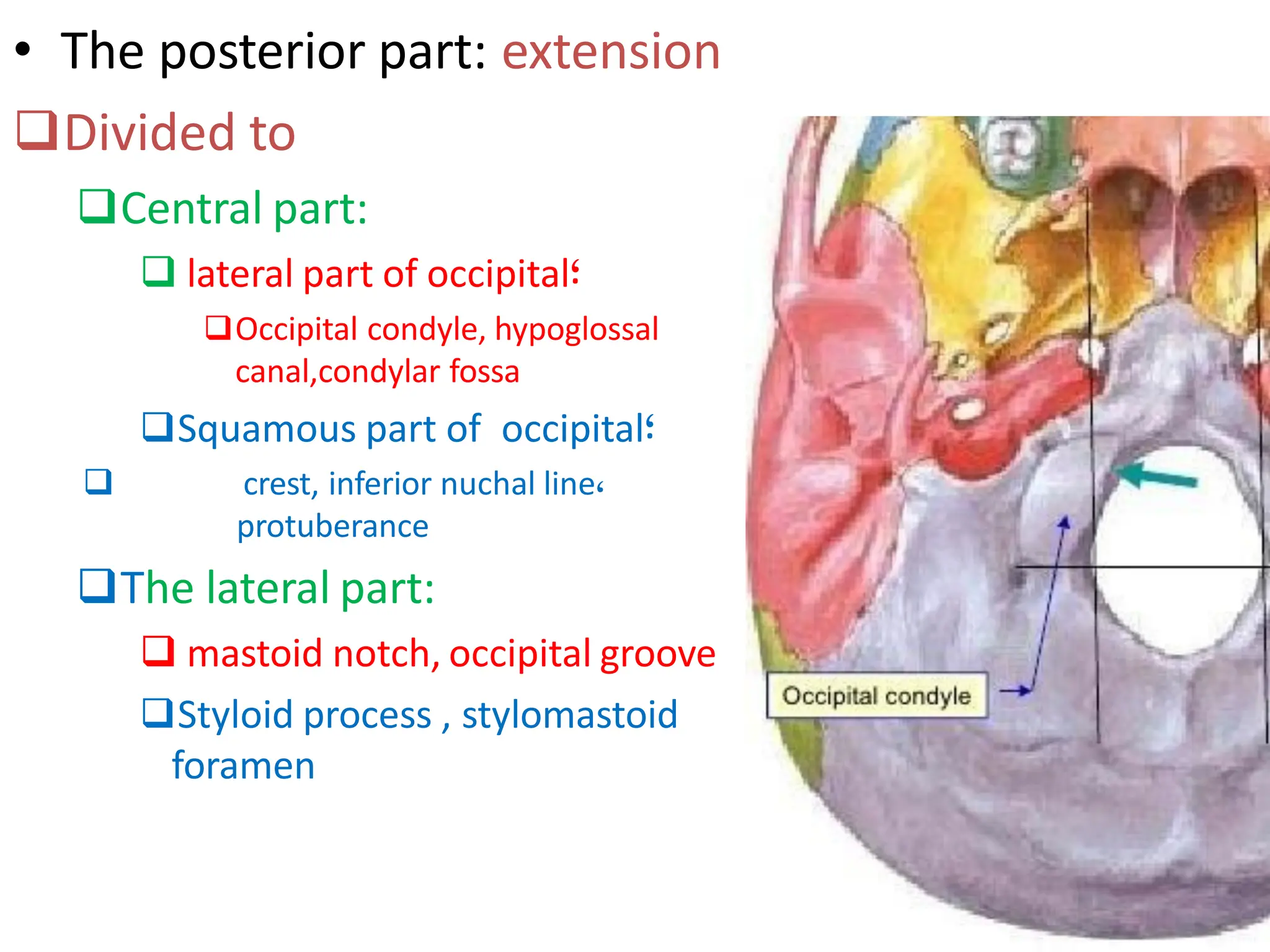 3-Norma Basalis ( Externa and Interna).pdf