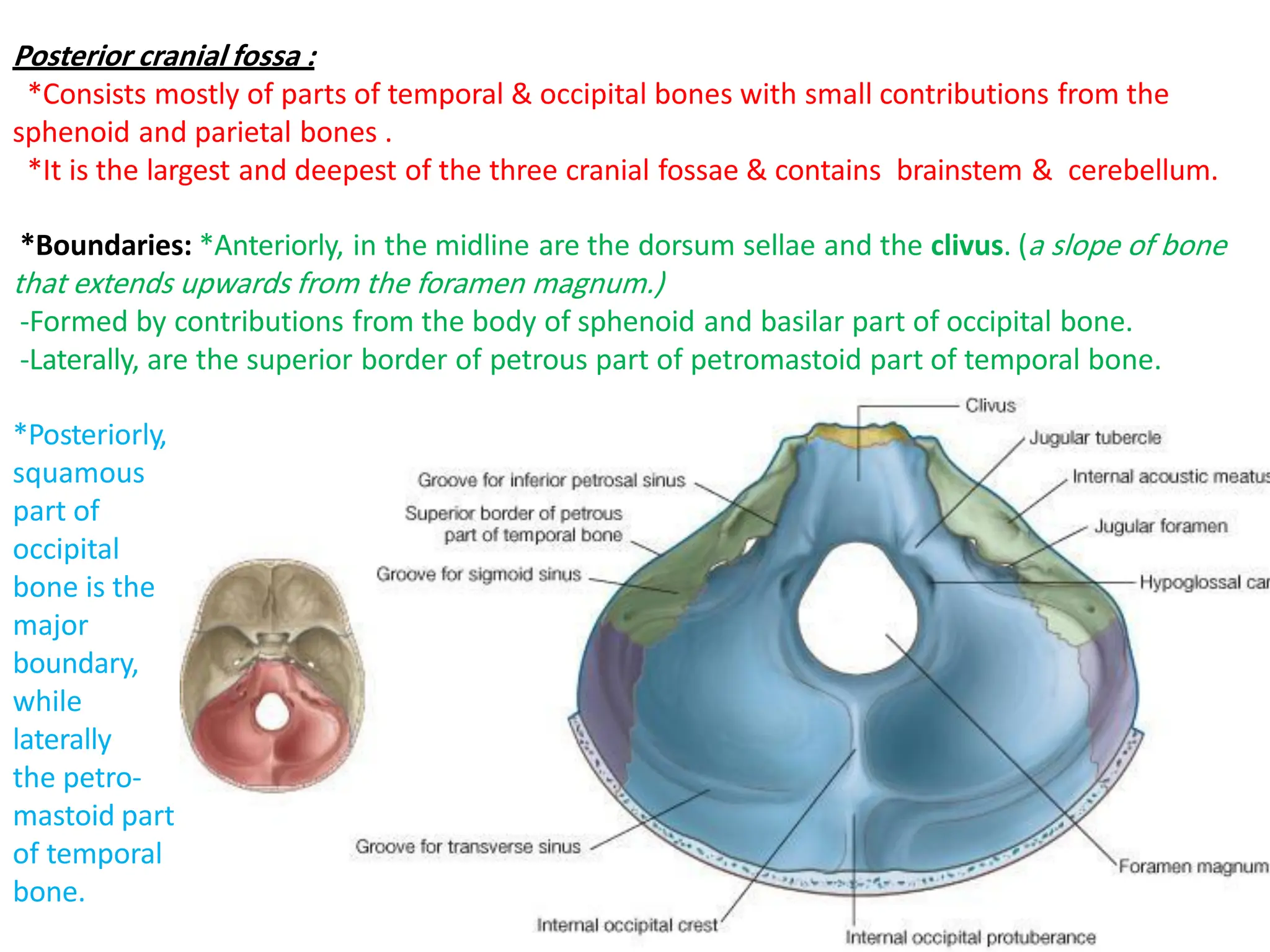 3-Norma Basalis ( Externa and Interna).pdf