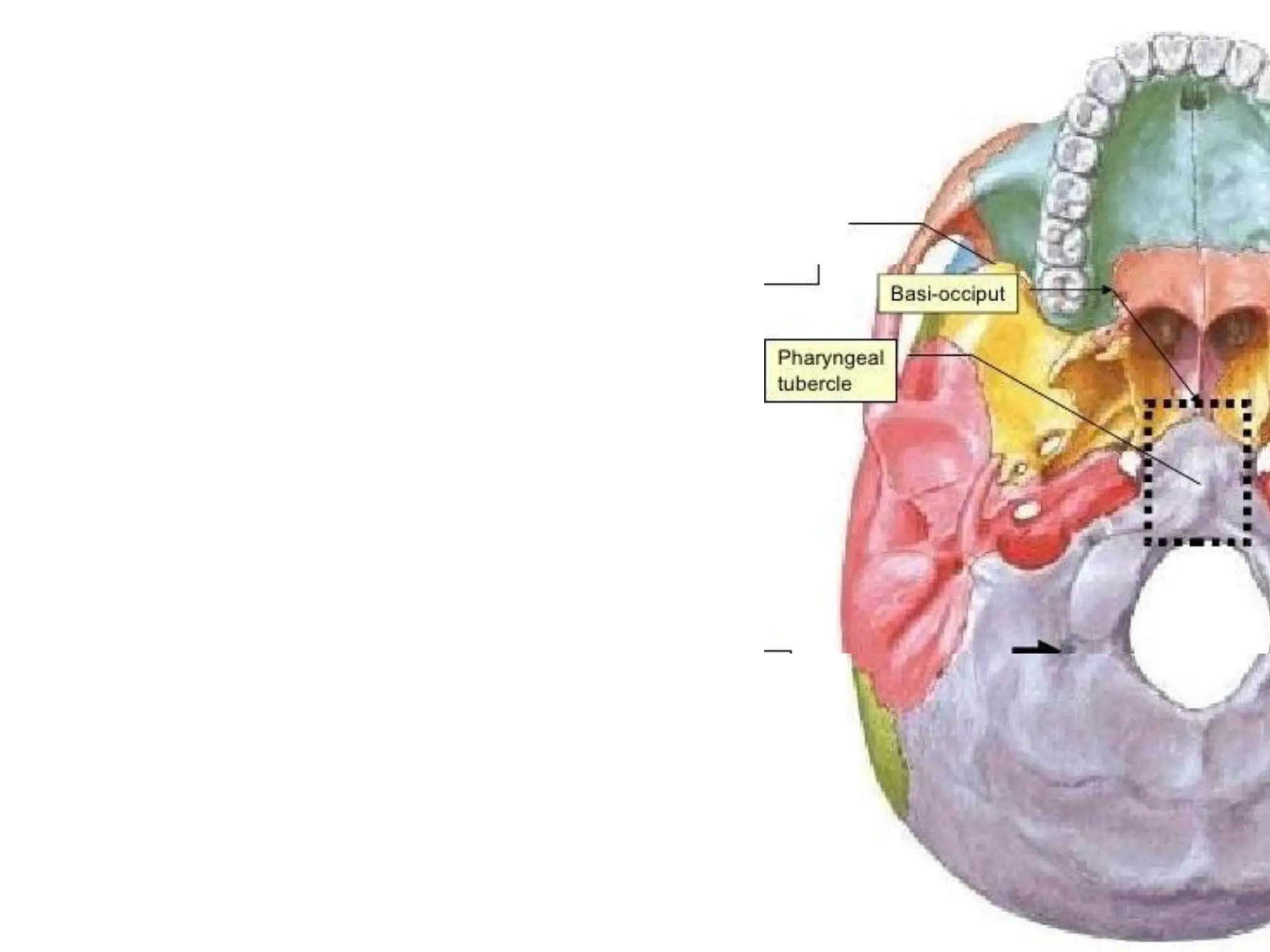 3-Norma Basalis ( Externa and Interna).pdf