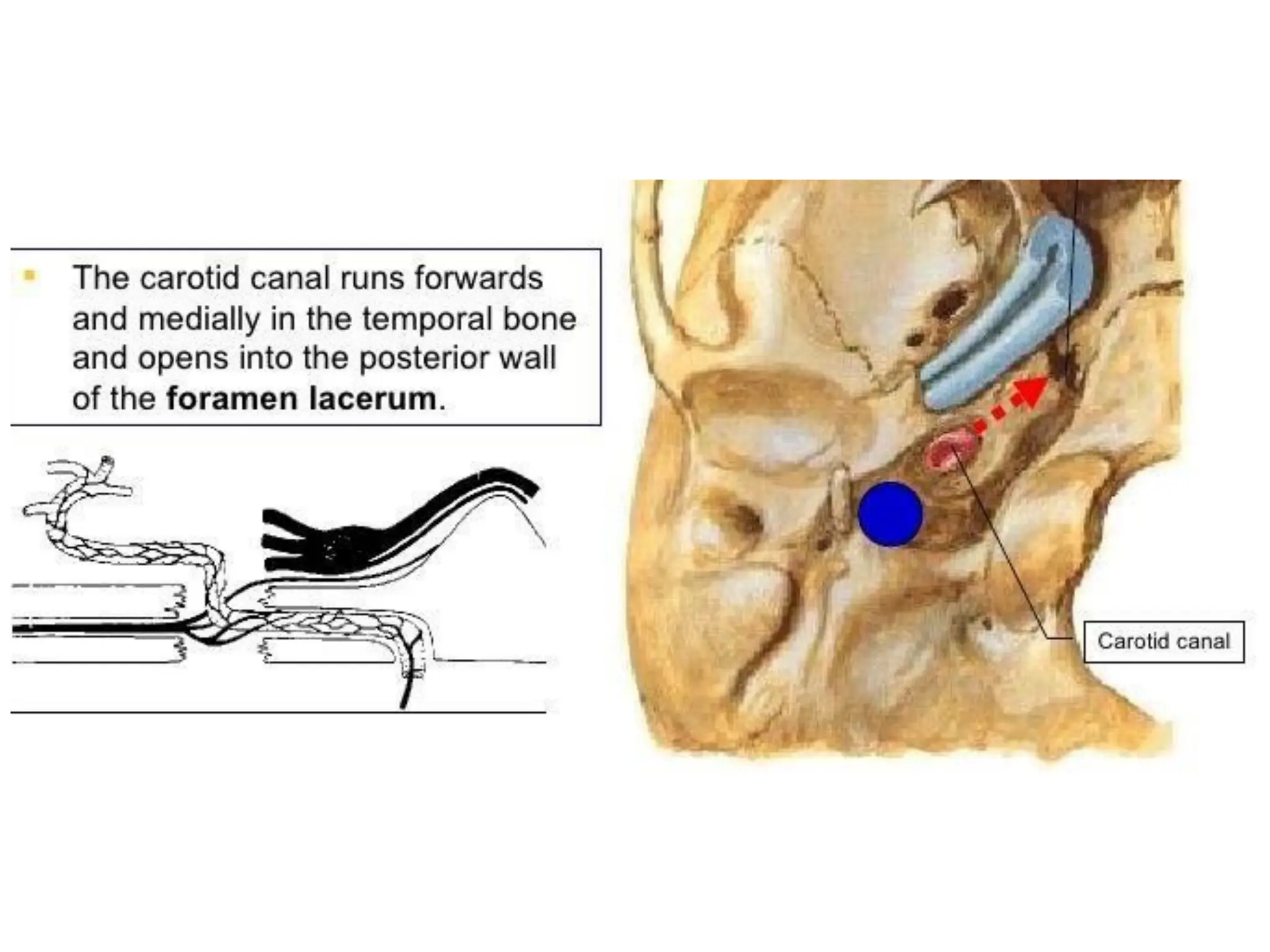 3-Norma Basalis ( Externa and Interna).pdf