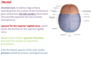 3-Norma Basalis ( Externa and Interna).pdf