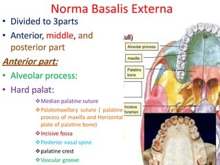 3-Norma Basalis ( Externa and Interna).pdf