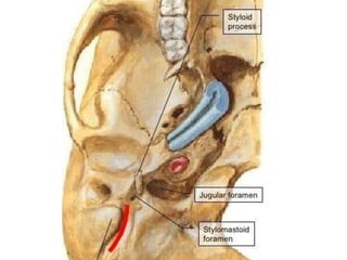 3-Norma Basalis ( Externa and Interna).pdf
