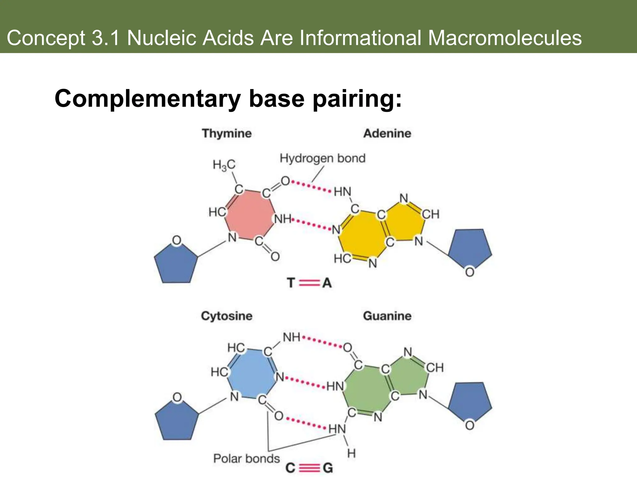 3-+Nucleic+Acids,+Proteins+and+Enzymes.ppt