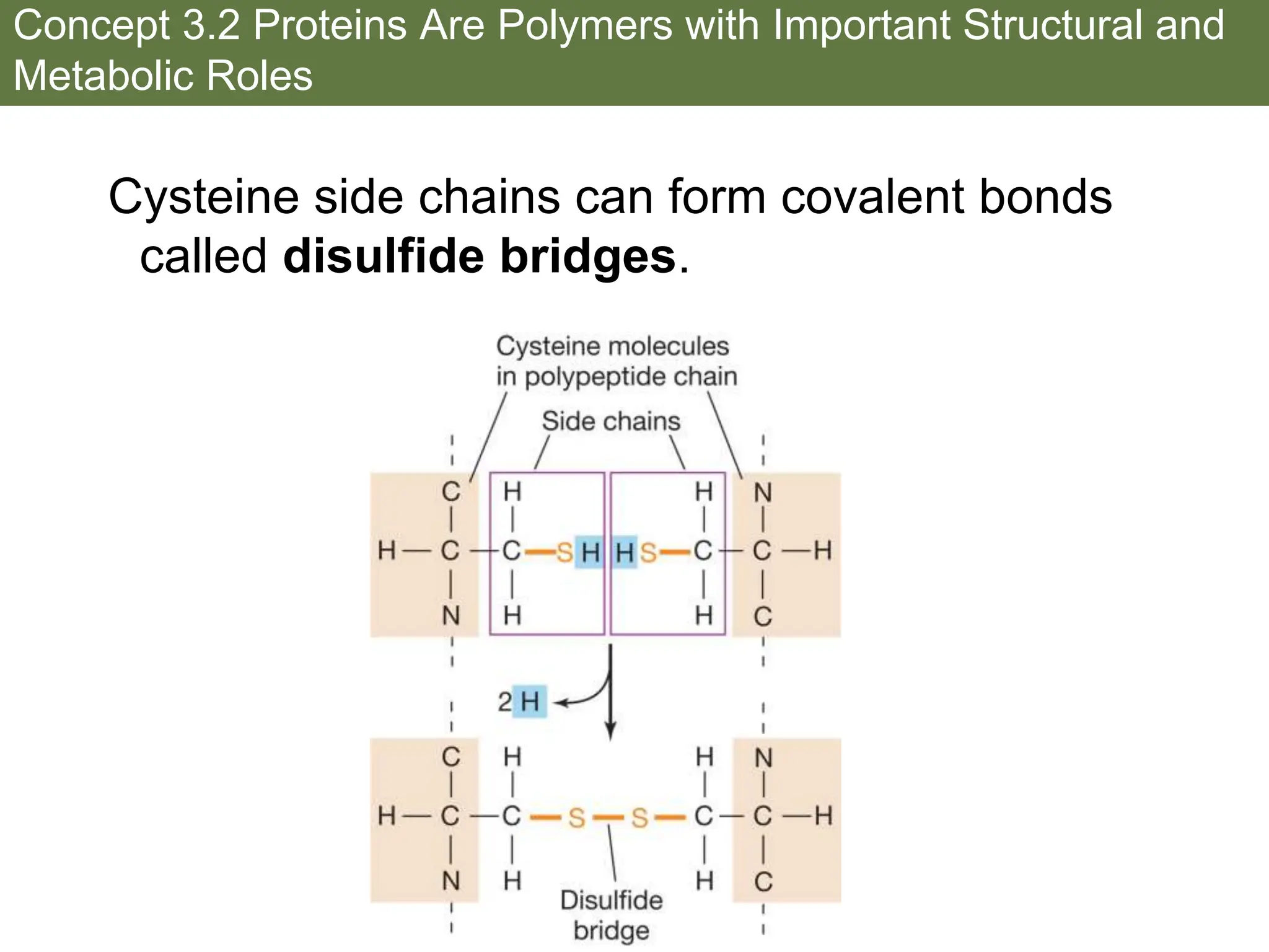 3-+Nucleic+Acids,+Proteins+and+Enzymes.ppt