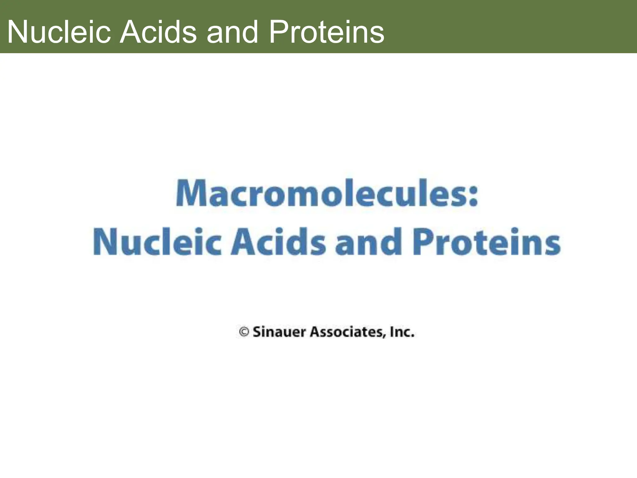 3-+Nucleic+Acids,+Proteins+and+Enzymes.ppt
