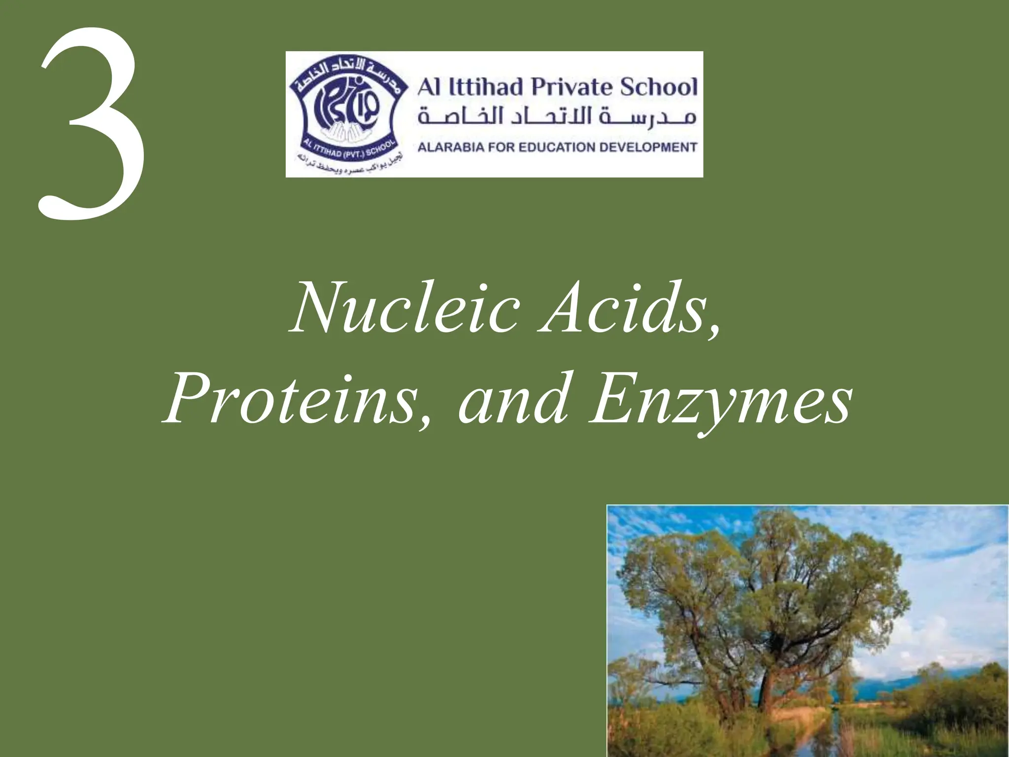 3-+Nucleic+Acids,+Proteins+and+Enzymes.ppt