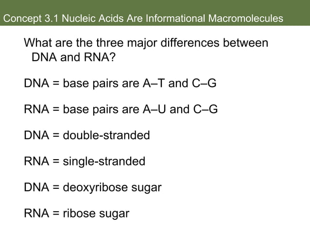 3-+Nucleic+Acids,+Proteins+and+Enzymes.ppt