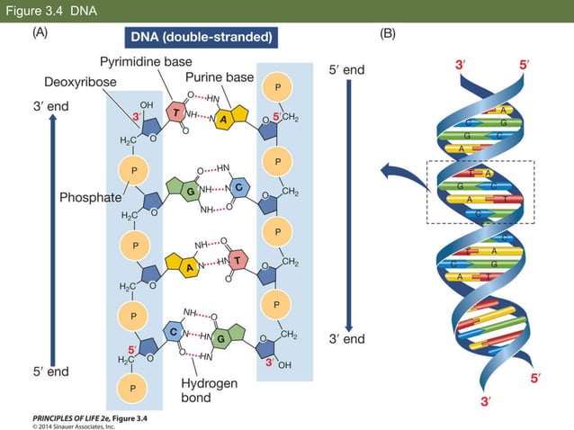 3-+Nucleic+Acids,+Proteins+and+Enzymes.ppt