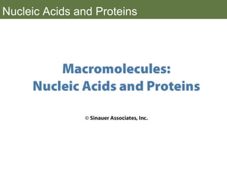 3-+Nucleic+Acids,+Proteins+and+Enzymes.ppt