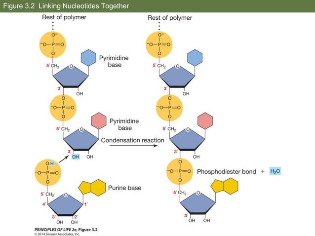 3-+Nucleic+Acids,+Proteins+and+Enzymes.ppt
