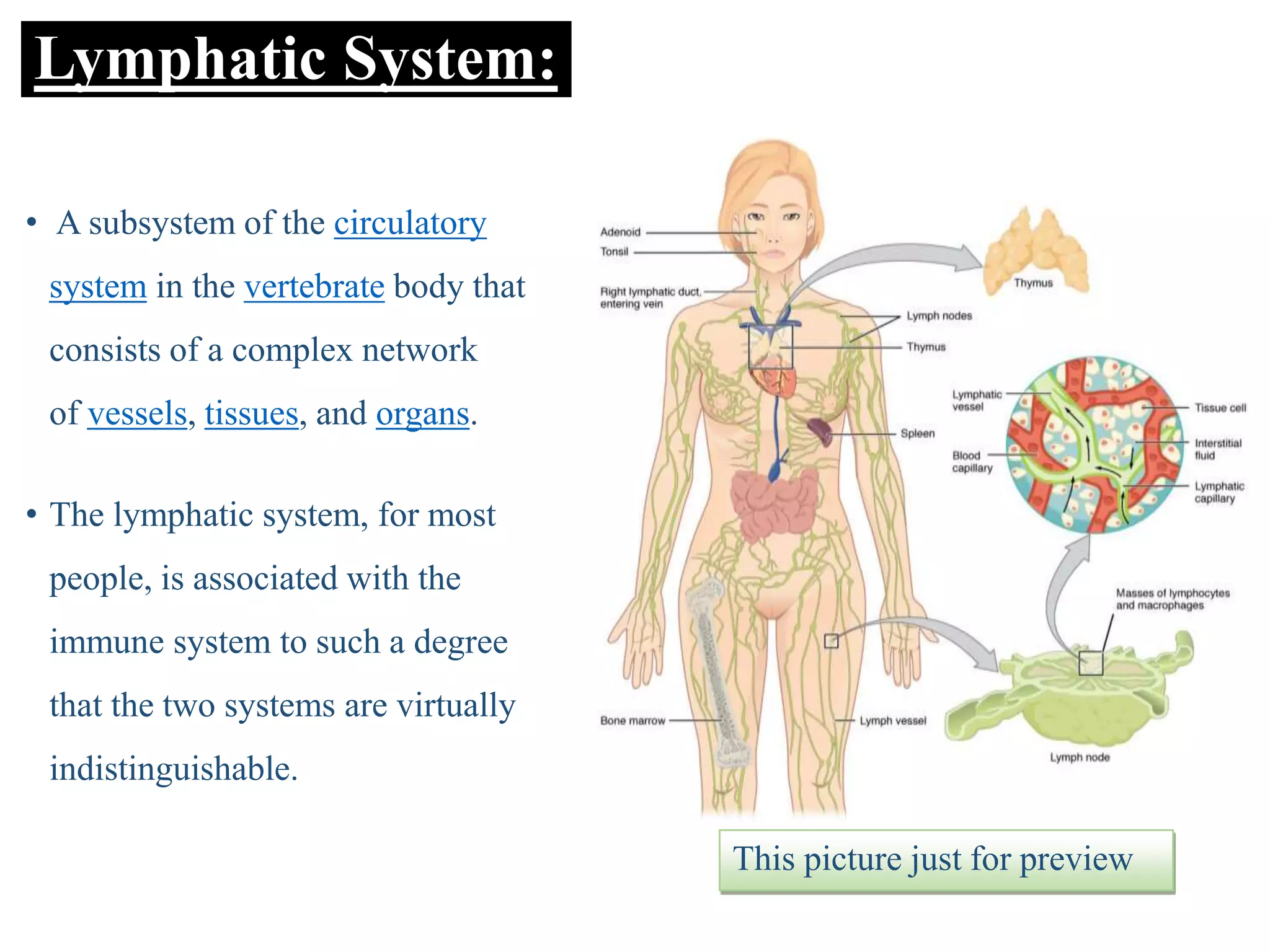 Organs of the Immune system | PPT