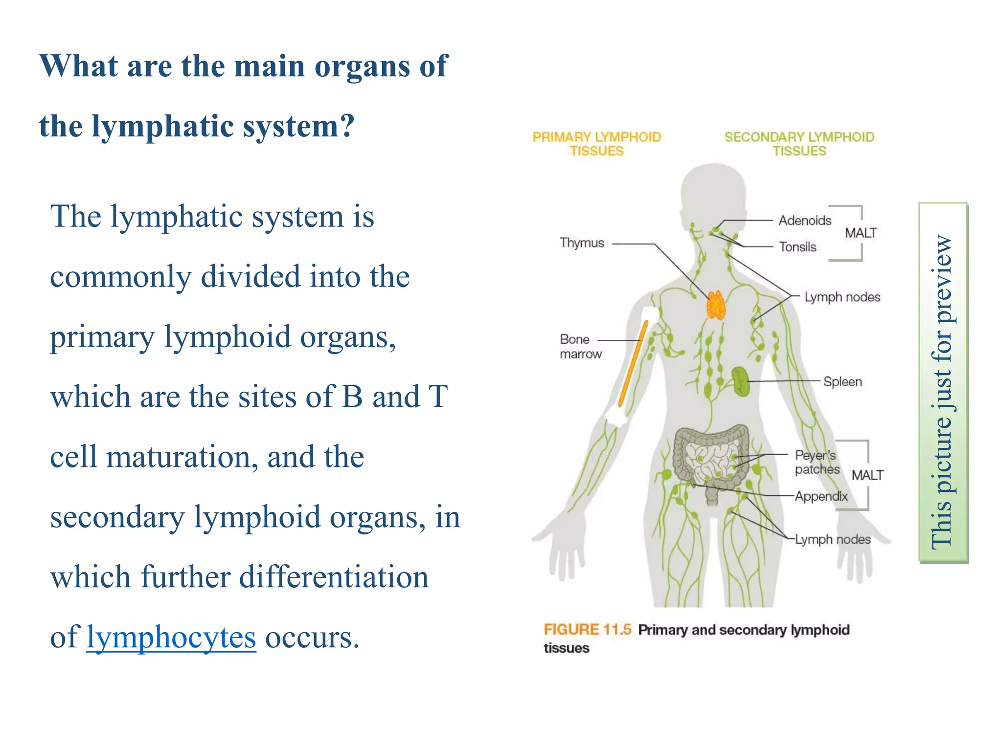 Organs of the Immune system | PPT