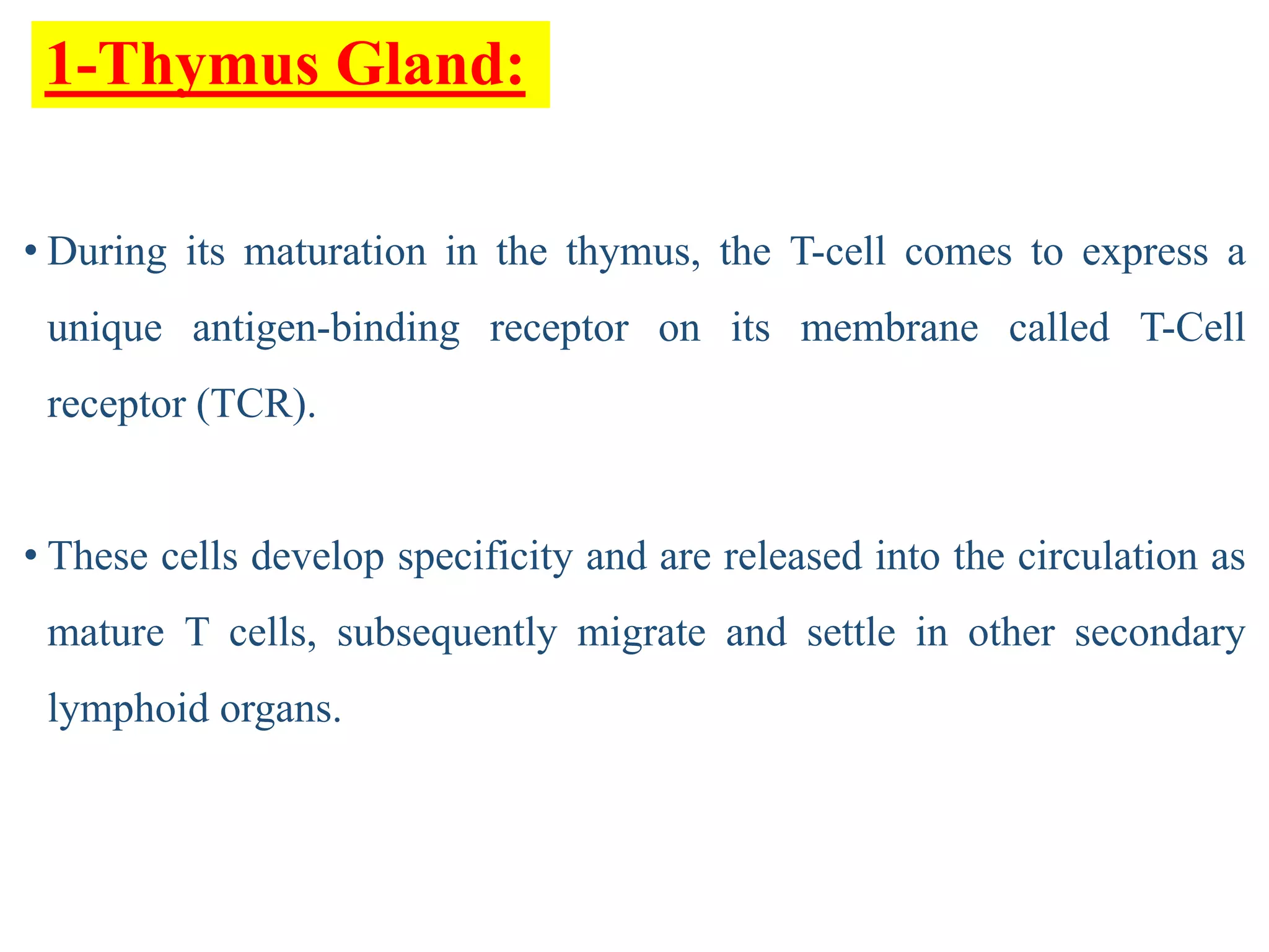 Organs of the Immune system | PPT