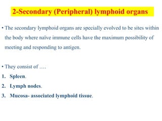 Organs of the Immune system | PPT