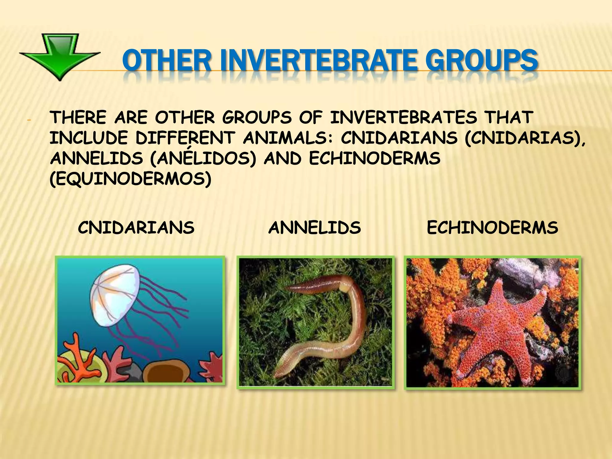 3 other invertebrate groups | PPTX