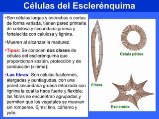 Estructura De La Lignina En La Planta