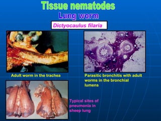 parasitic affections sheep | PPT