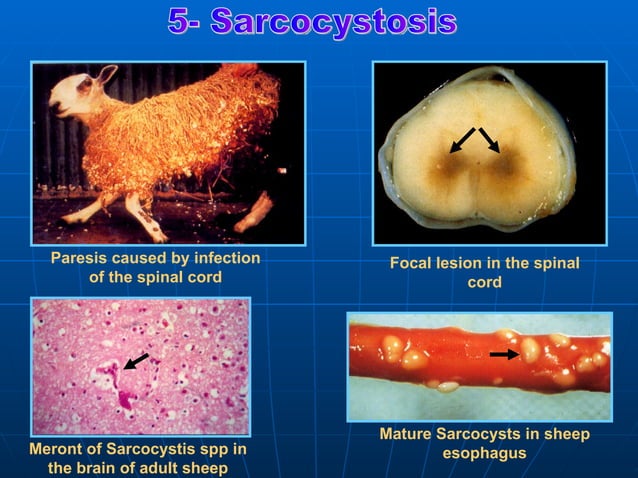 parasitic affections sheep | PPT | Digestive Disorders | Diseases and ...