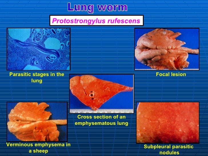 parasitic affections sheep