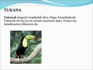 3 peio- hegaztiak | PPT