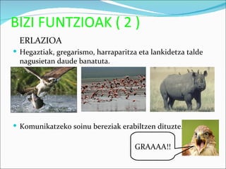 3 peio- hegaztiak | PPT