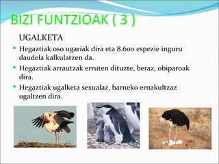 3 peio- hegaztiak | PPT