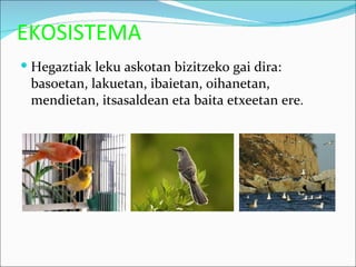 3 peio- hegaztiak | PPT