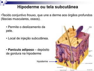 Aula 3 Anatomia - Pele e Anexos | PPTX