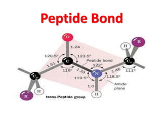 Peptides | PDF