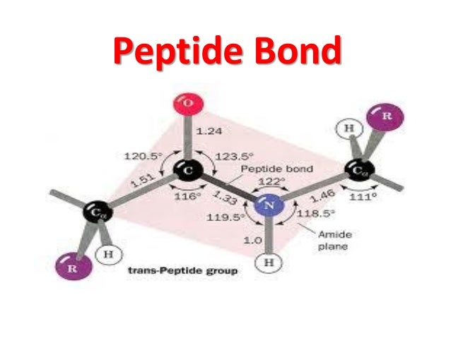 Peptides