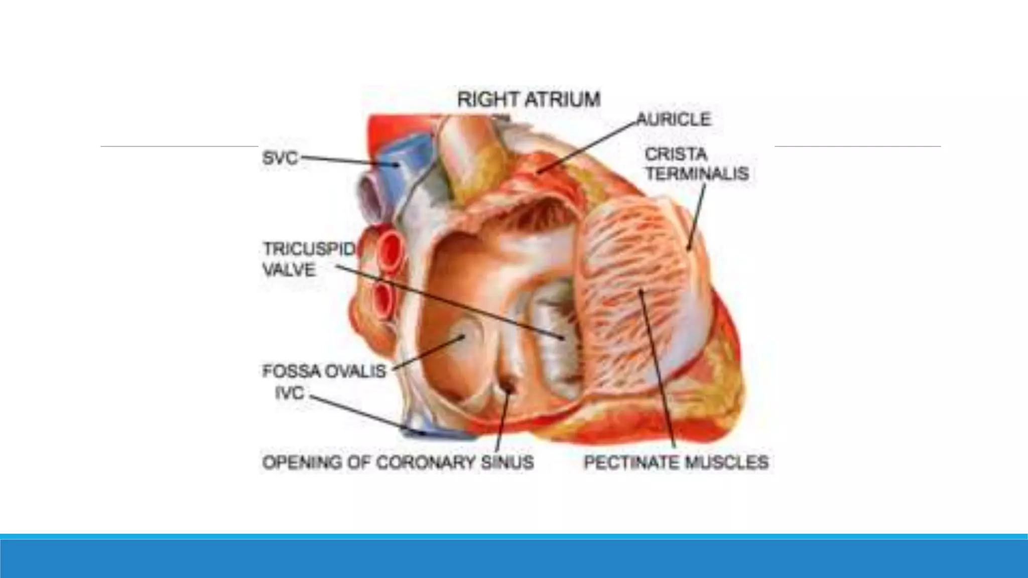 3-pericardium & Heart.pptx
