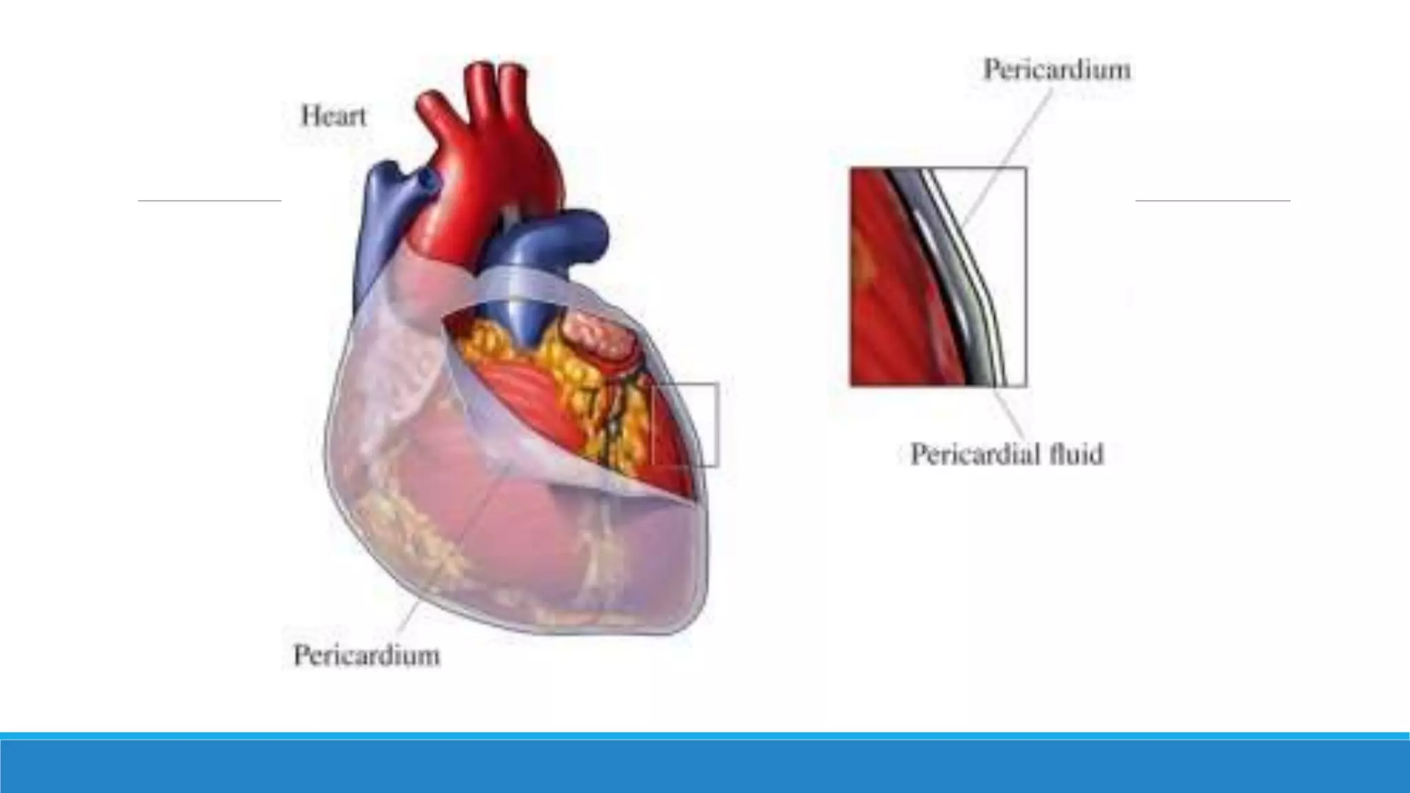 3-pericardium & Heart.pptx