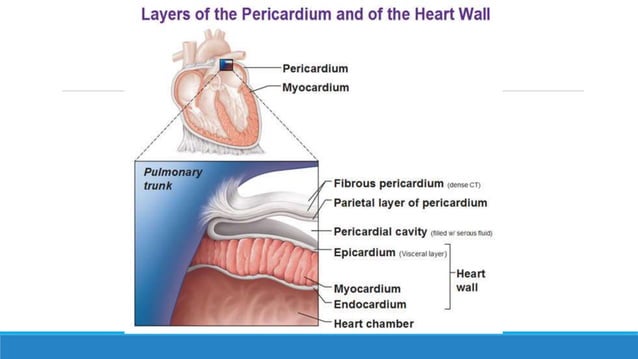 3-pericardium & Heart.pptx